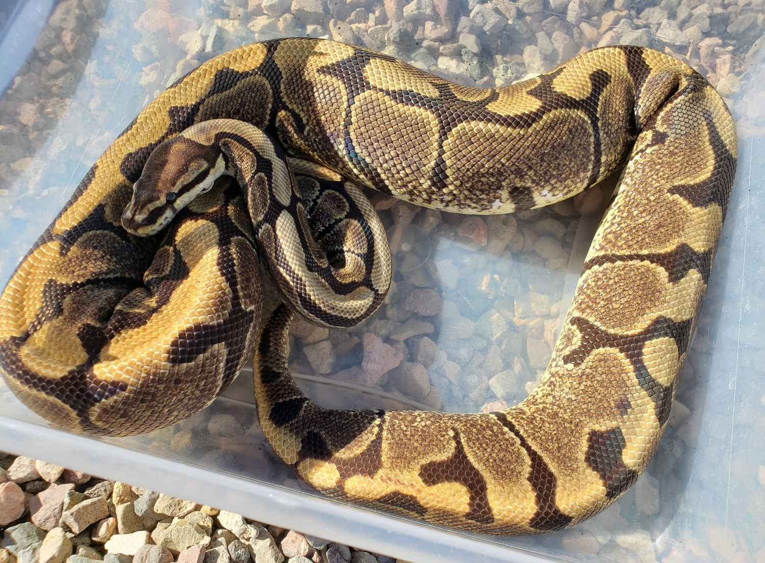 Woma Ball Python by Millennium Morphs - MorphMarket