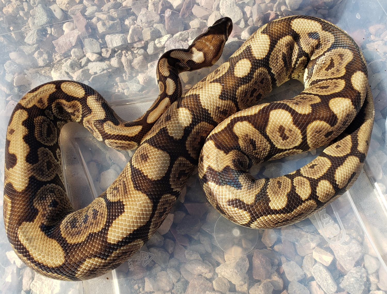 Black Pastel Woma Ball Python by Millennium Morphs - MorphMarket