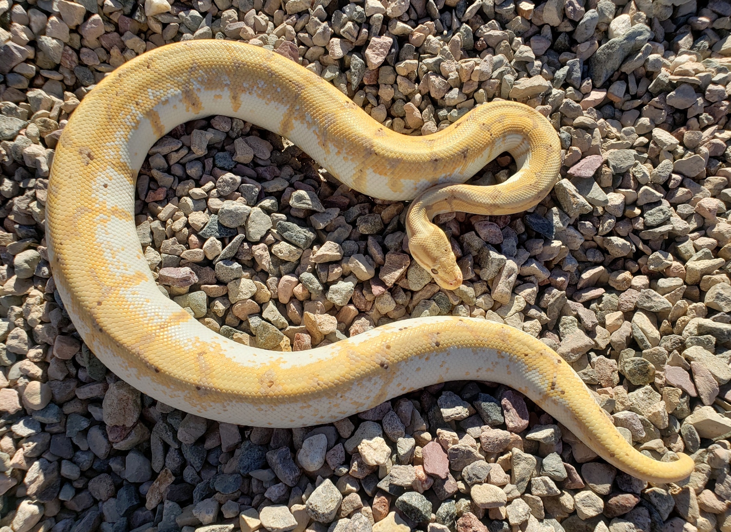 Banana Spider Ball Python by Millennium Morphs - MorphMarket