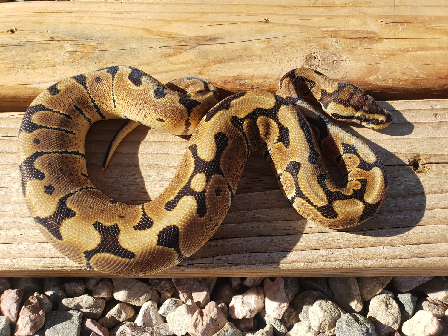 Woma Het Hypo Ball Python by Millennium Morphs - MorphMarket