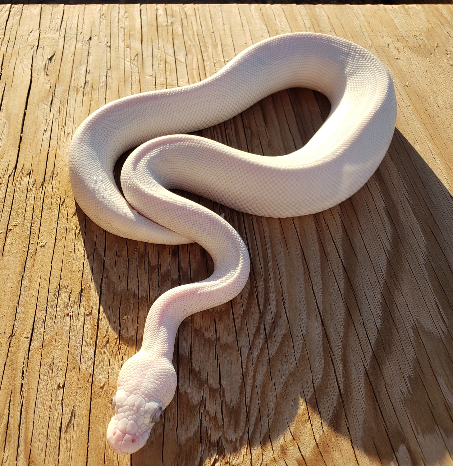 Bel (Super Lesser) Ball Python by Millennium Morphs - MorphMarket