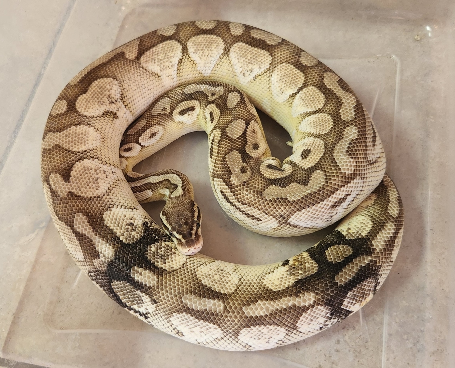 Lesser Pastel Paradox Ball Python by Millennium Morphs - MorphMarket