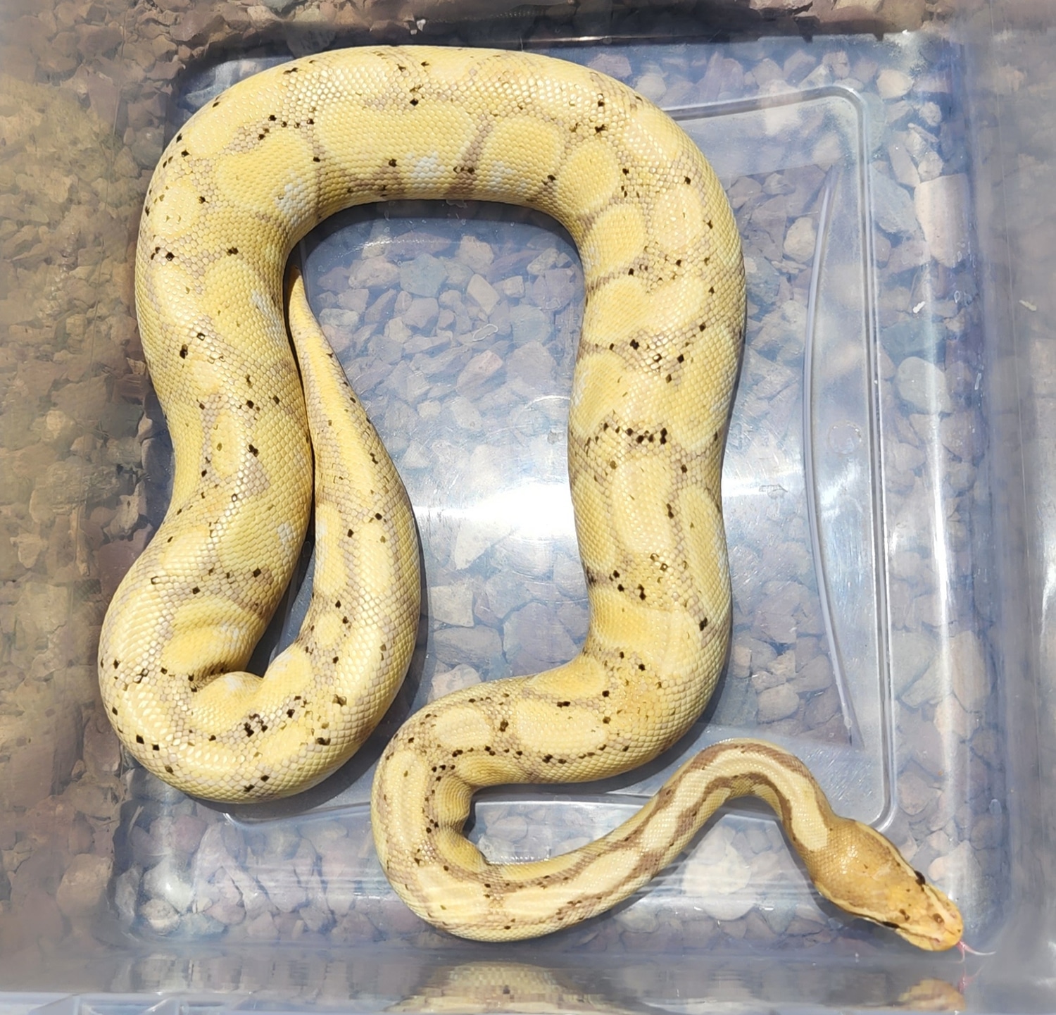 Banana Ball Python by Millennium Morphs - MorphMarket