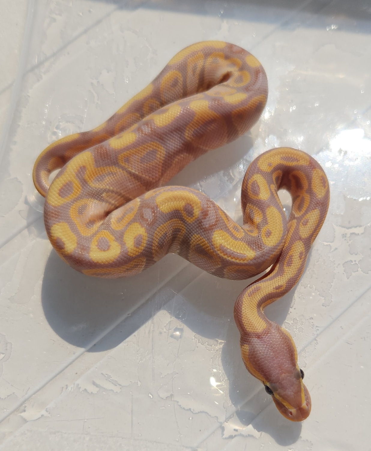 Banana Ball Python by Millennium Morphs - MorphMarket