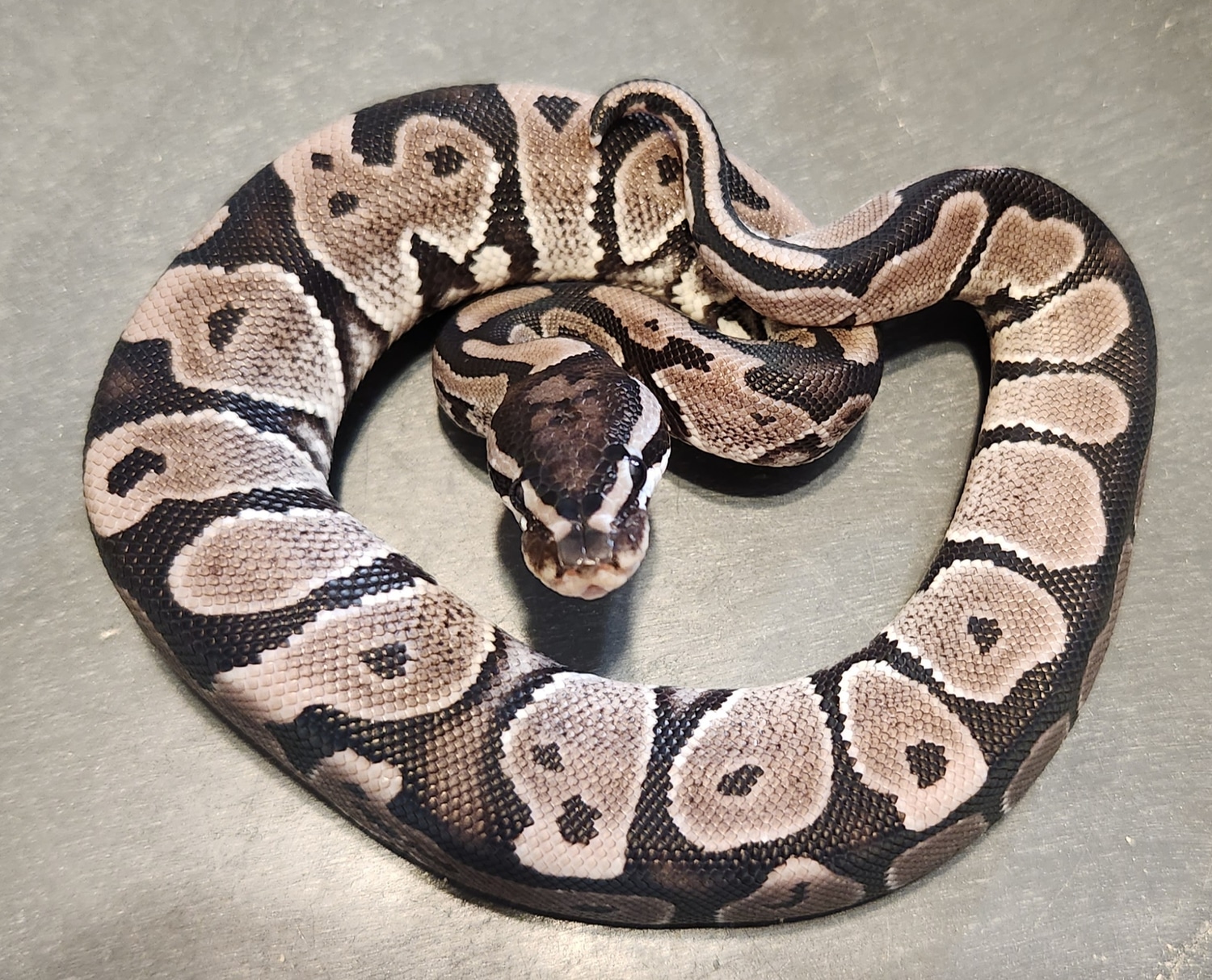 Vpi Axanthic Ball Python by Millennium Morphs - MorphMarket
