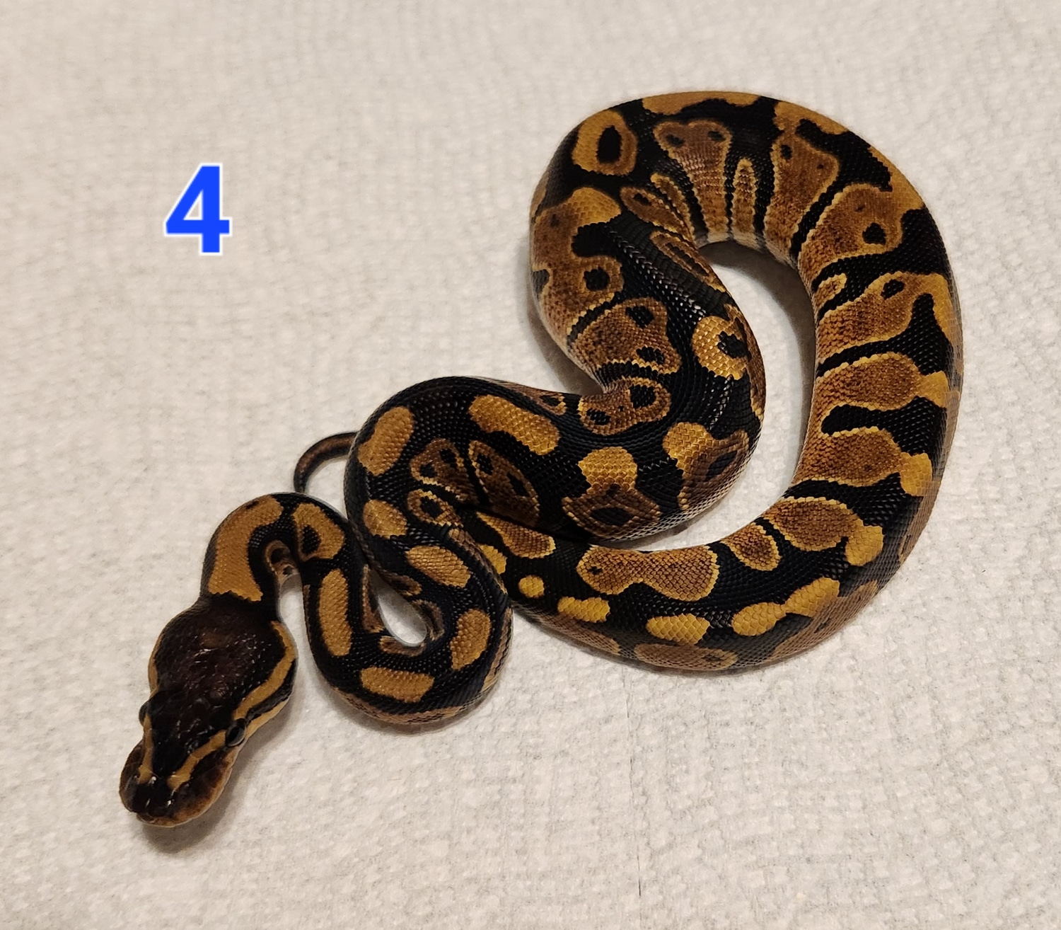 100% Het Pied Group Ball Python by Millennium Morphs - MorphMarket