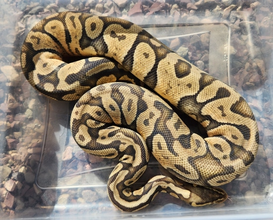 Hypo Pastel Ball Python by Millennium Morphs