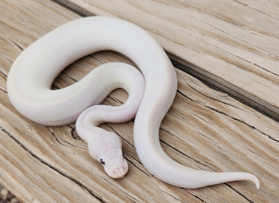 Lesser Mojave Ball Python by Millennium Morphs
