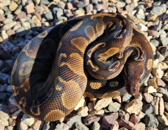 Black Pastel Ghi Ball Python by Millennium Morphs
