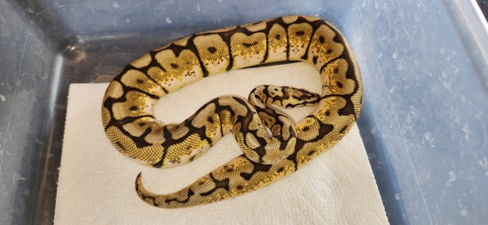 Bumblebee Ball Python by Millennium Morphs