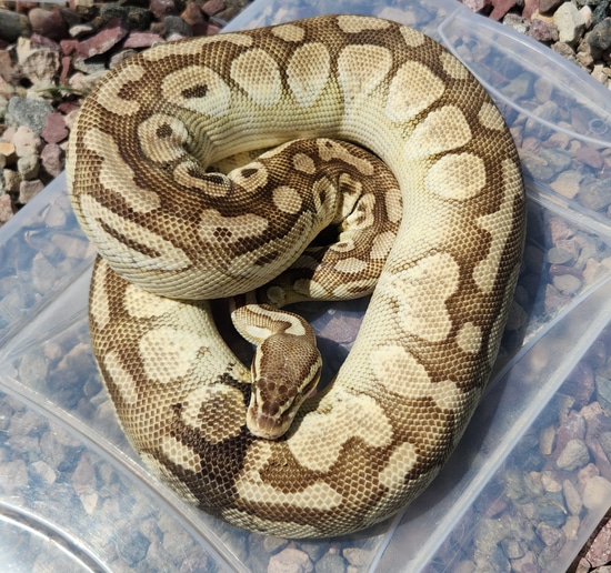 Lesser Pastel Paradox Ball Python by Millennium Morphs