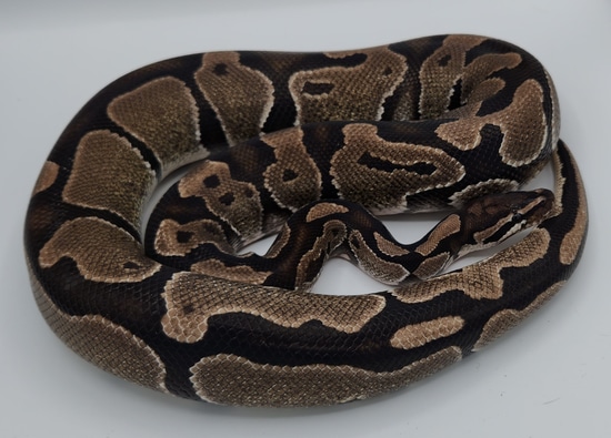 VPI Axanthic Ball Python by Millennium Morphs