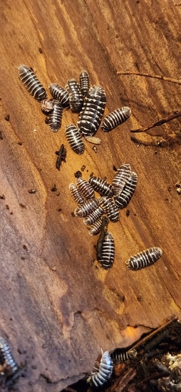 Zebra Isopods by Millennium Morphs
