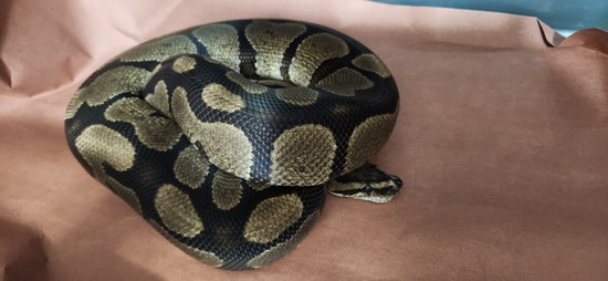 Normal Ball Python by Millennium Morphs
