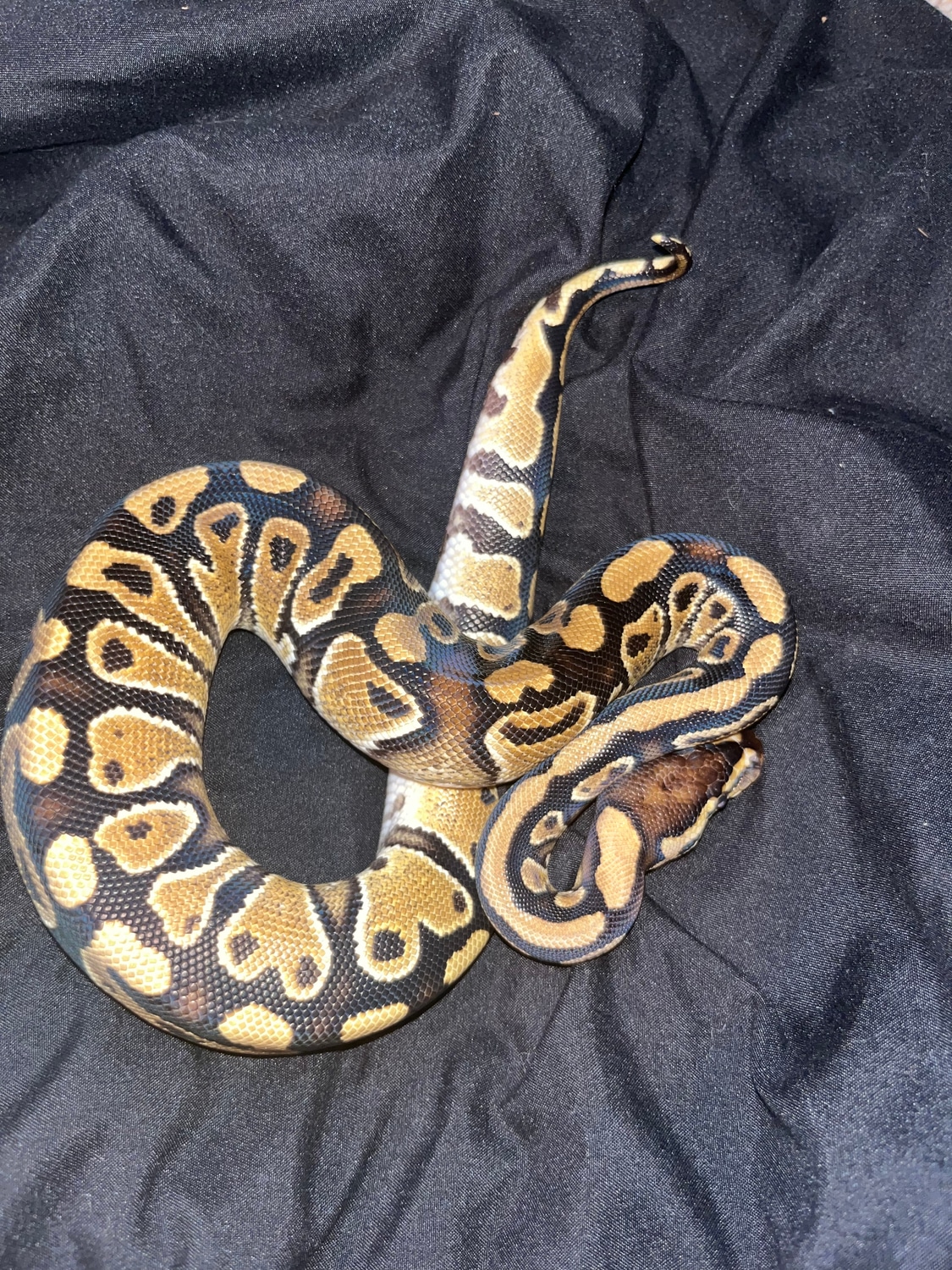 Yellow Belly, 100% Het Clown Ball Python by Salient Scales - MorphMarket