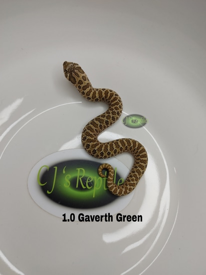 Gaverth Green Western Hognose by CJ's Reptiles