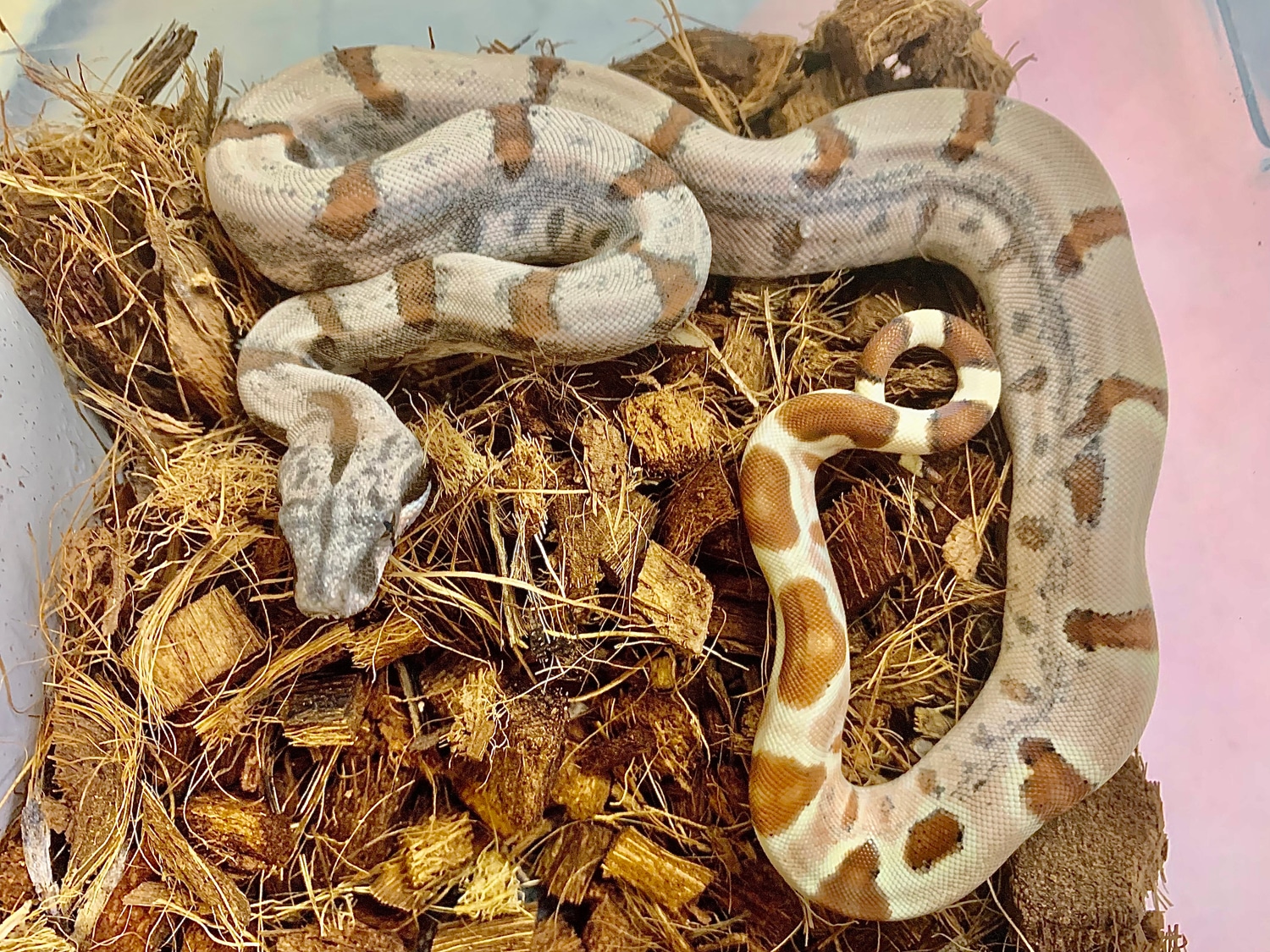 Salmon Hypo Jungle 100% Het Lipstick/coral Khal Albino Boa Constrictor ...