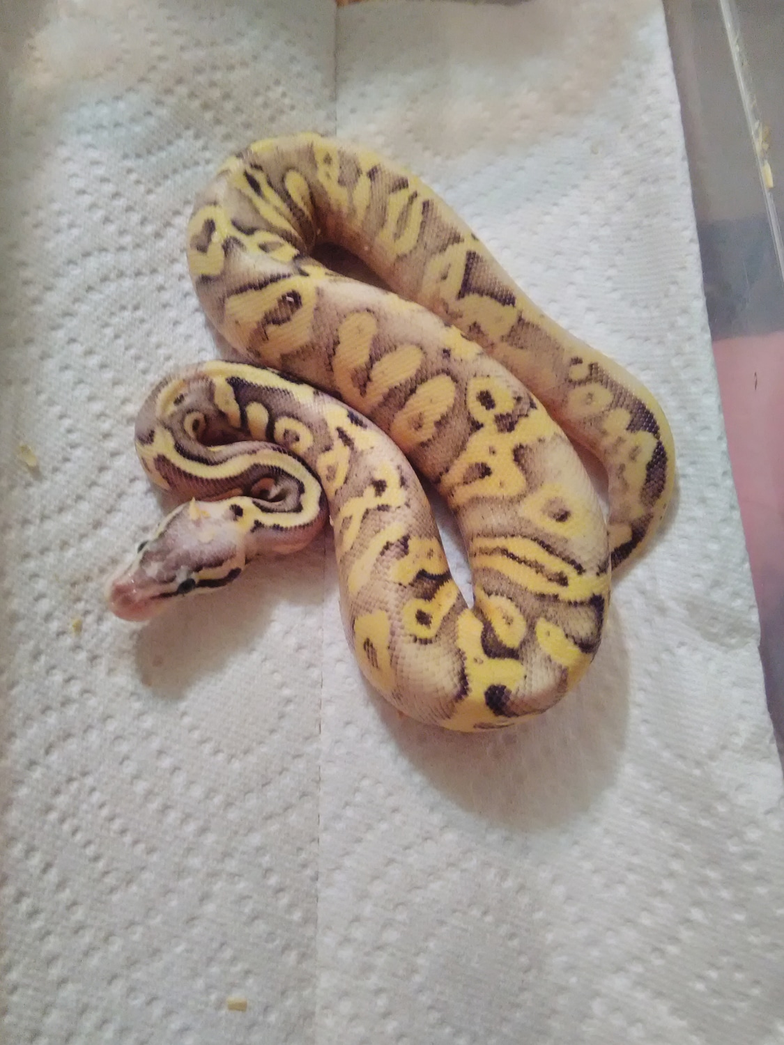 Ultra Fly Ball Python by Miller's Scaled Art - MorphMarket