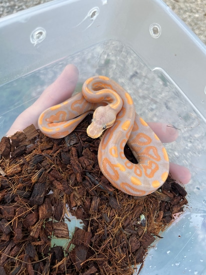Banana Cinnamon Orange Dream 50% Het Clown Ball Python by Millhouse_Morphs