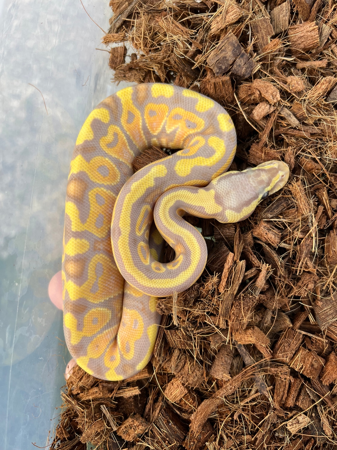 Banana Orange Dream 50% Het Clown Ball Python by Millhouse_Morphs ...