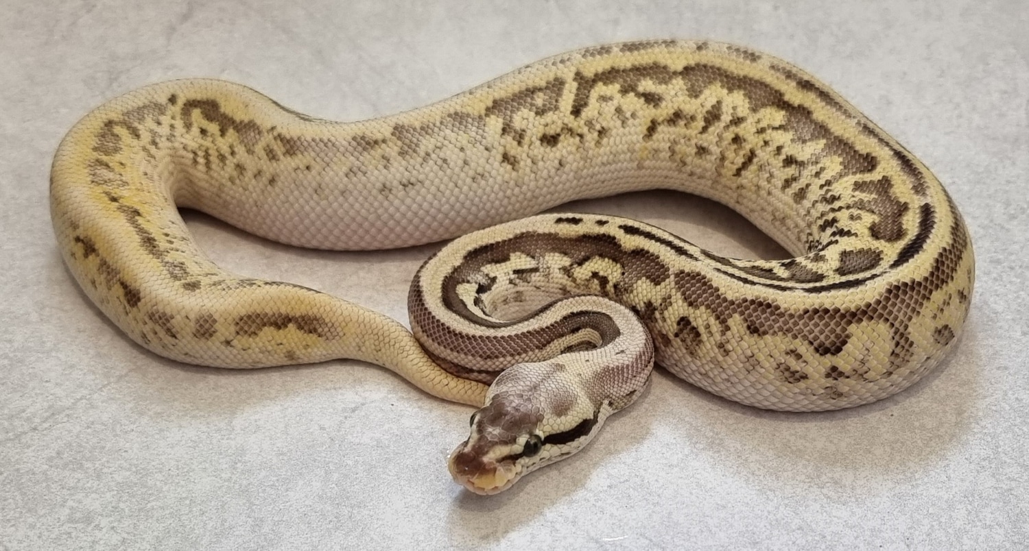 Super Pastel Leopard Fire Double Het Clown Pied Ball Python by Milli’s ...