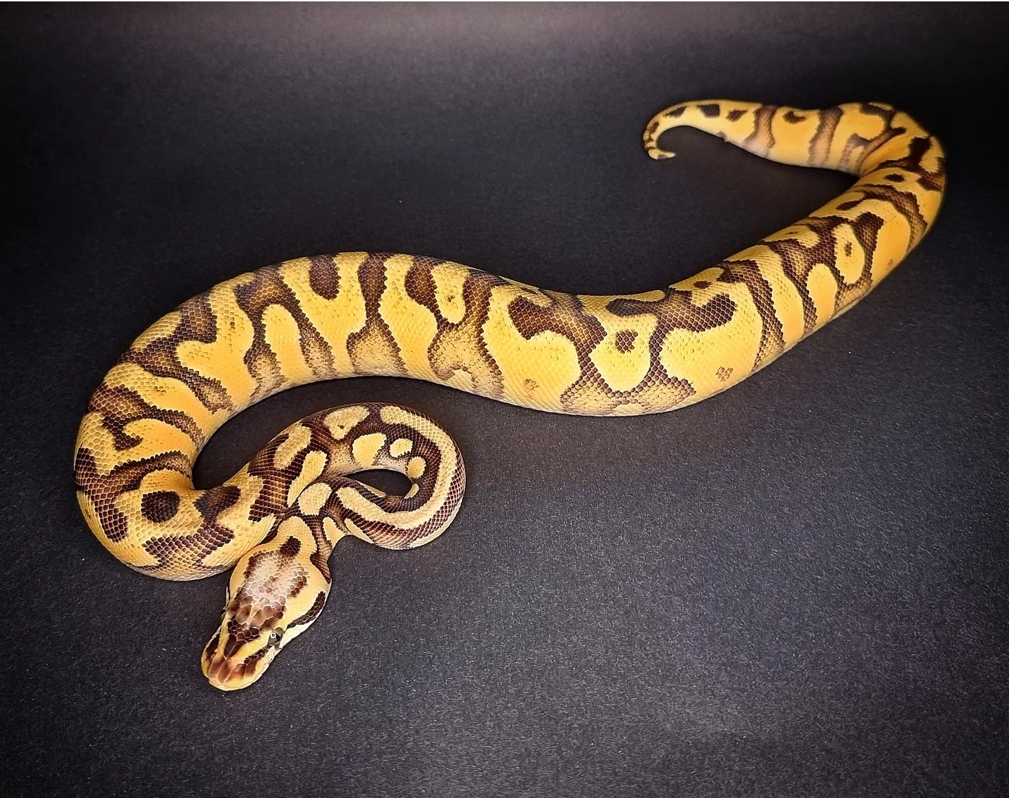 Pastel Enchi Yellow Belly Het Clown Ball Python by Milli’s Morphs ...