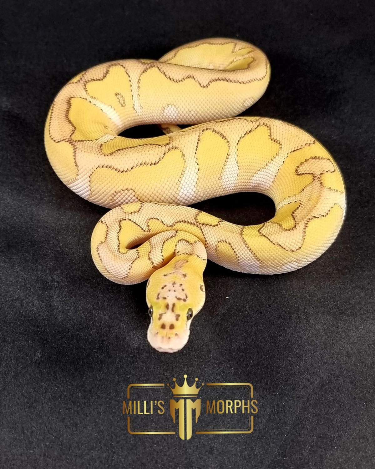 Pastel Lesser Enchi Yellow Belly/Gravel Clown Ball Python by Milli’s ...