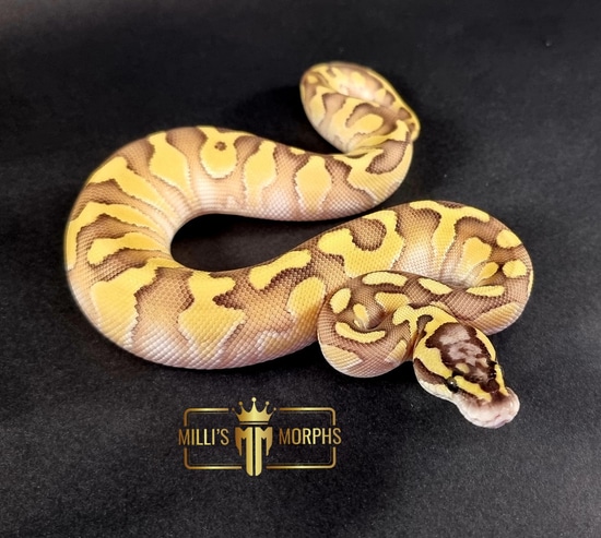 Pastel Lesser Enchi Yellow Belly/Gravel 100% Het Clown Pos Het Pied ...