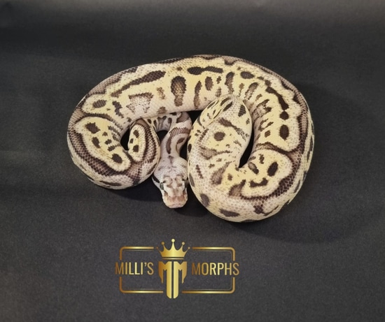 Firefly Spotnose Het Clown Ball Python by Milli’s Morphs