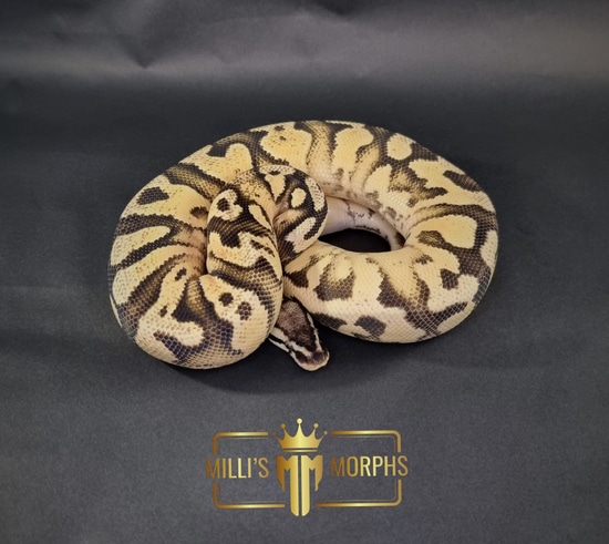 Pastel Orange Dream Yellow Belly 100% Het Pied Ball Python by Milli’s ...