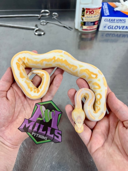 Cinnamon Fire Lavender 66% Het Pied STRONG MARKERS Ball Python by Mills Pythons