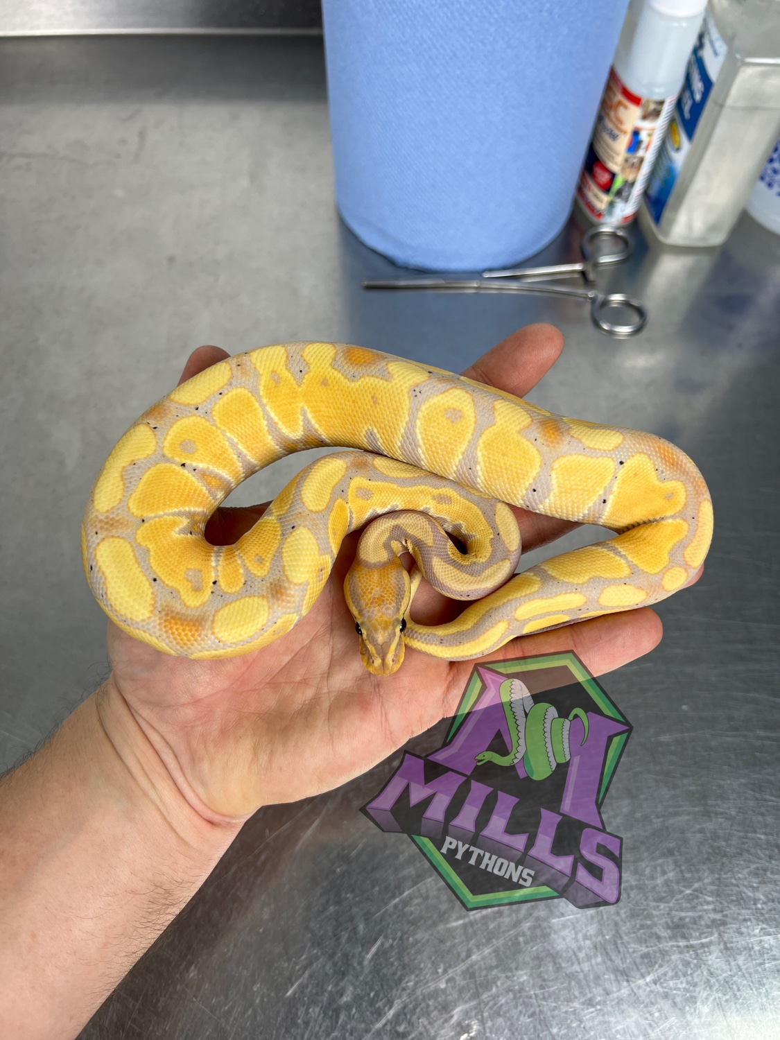 Coral Glow Poss Het Lavender Ball Python by Mills Pythons - MorphMarket