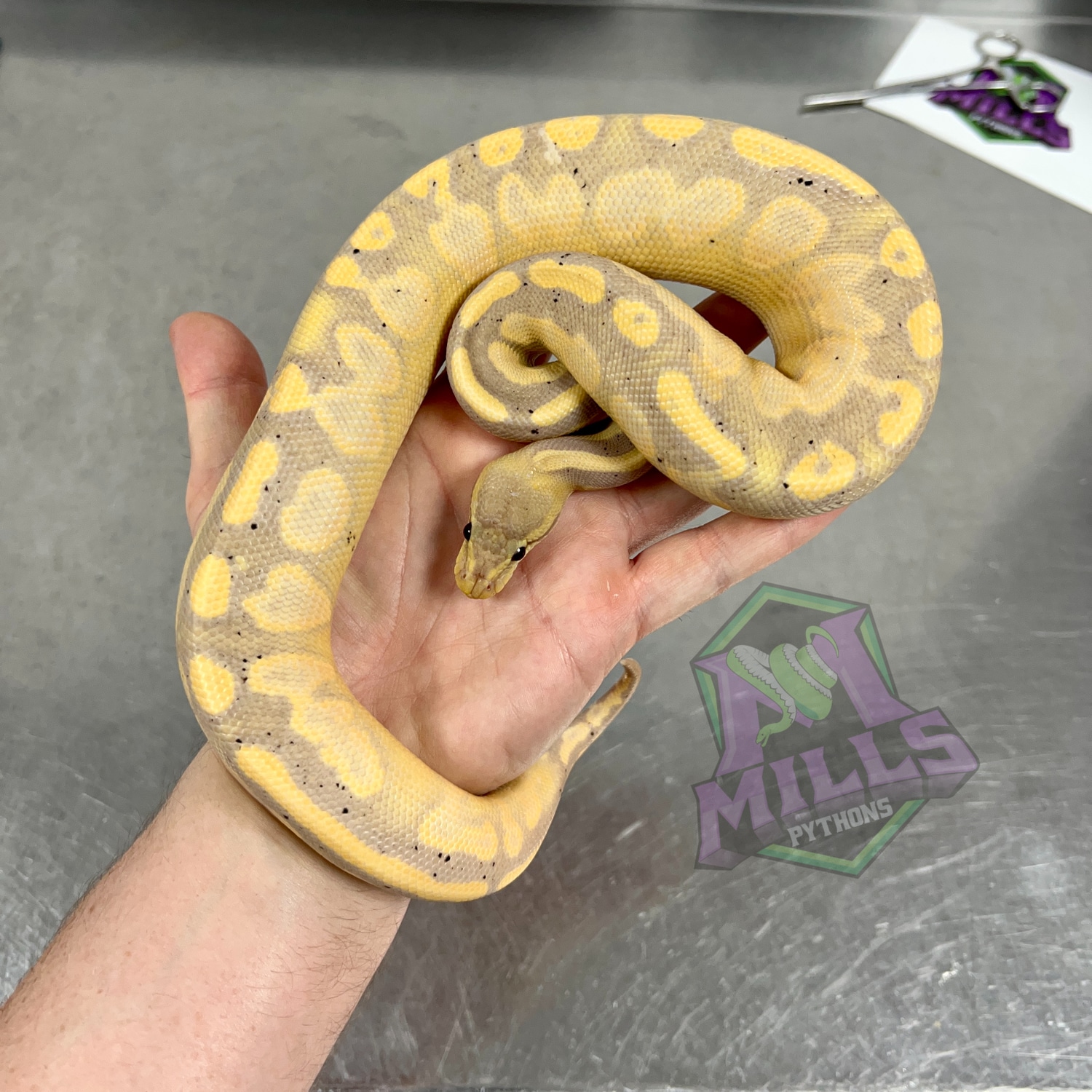 Coral Glow Black Pastel Ghi Poss Het Lavender FEMALE MAKER Ball Python ...