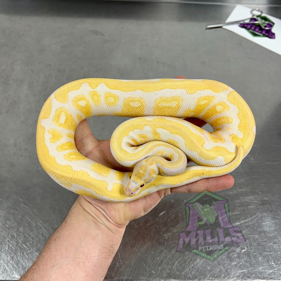 Spotnose Lavender Ball Python by Mills Pythons