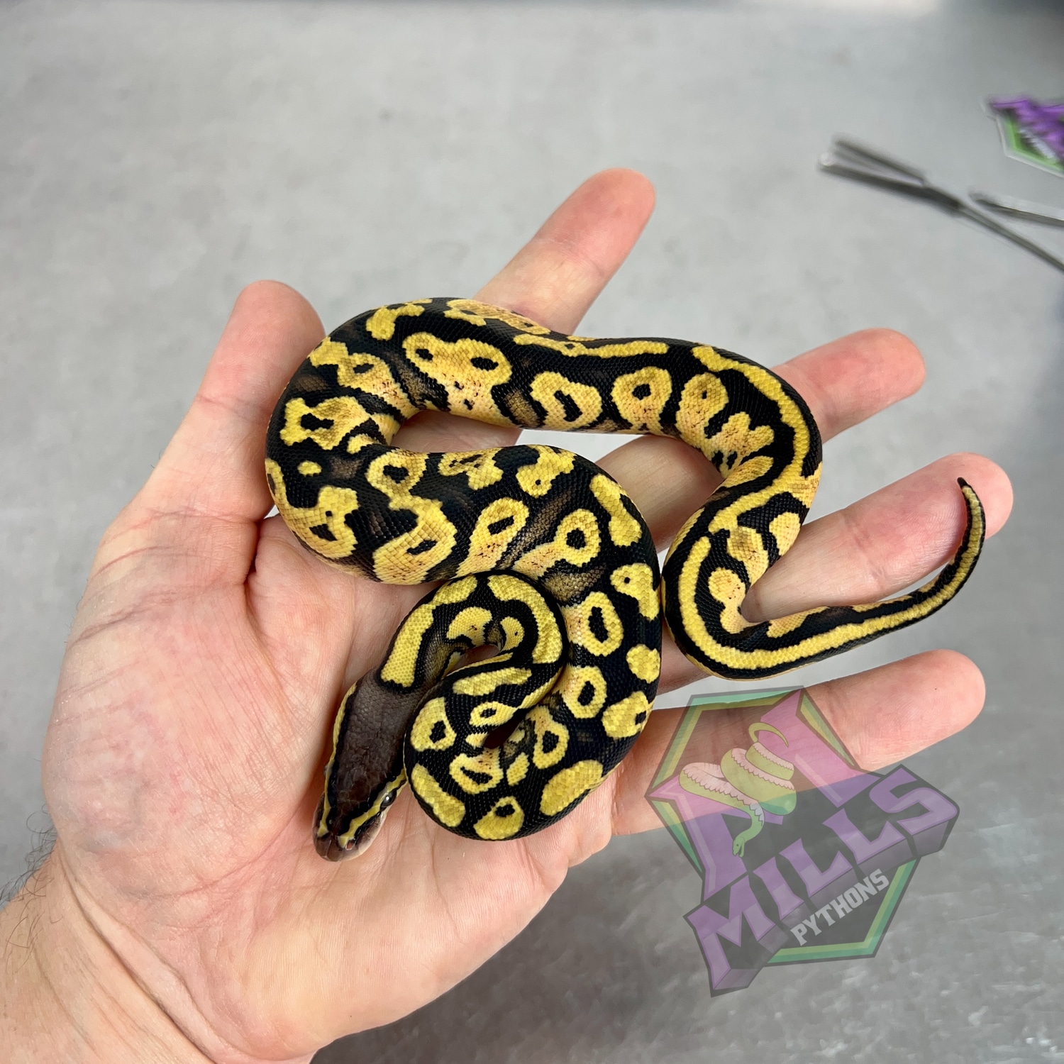 Pastel Het Lavender Het Pied Ball Python by Mills Pythons - MorphMarket