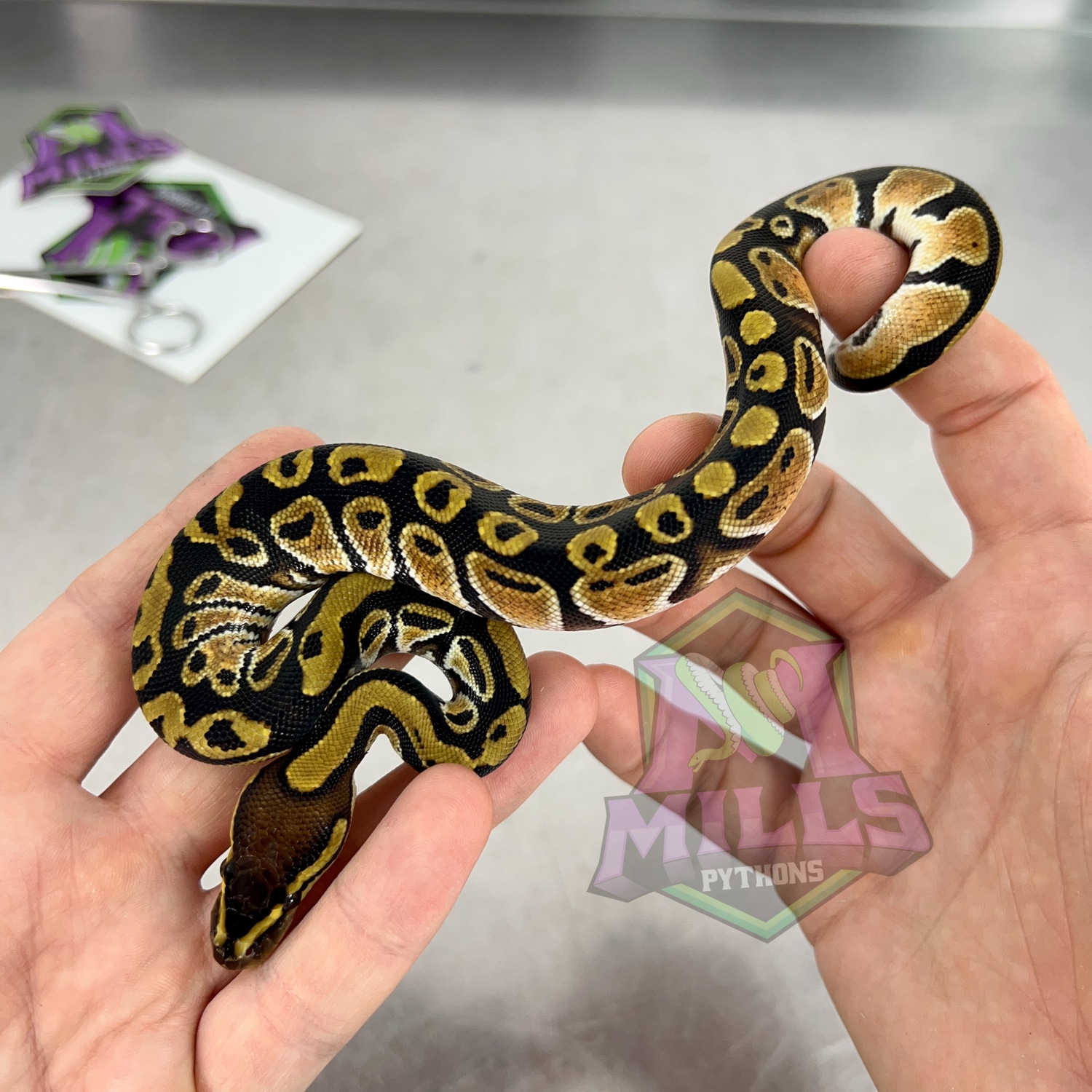Cypress Het Lavender Ball Python by Mills Pythons - MorphMarket