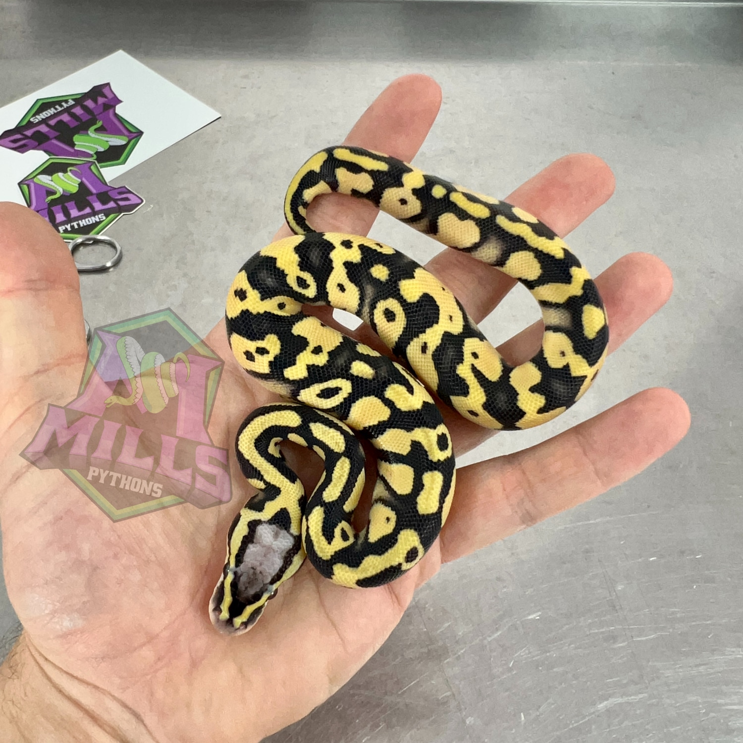 Pastel Desert Ghost Het Pied 66% Het Clown Ball Python by Mills Pythons ...