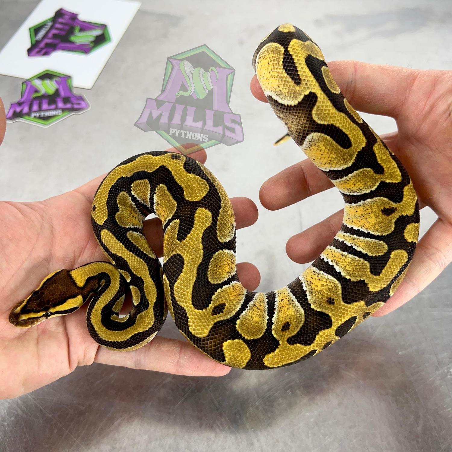 Cypress Enchi Het Lavender Ball Python by Mills Pythons - MorphMarket