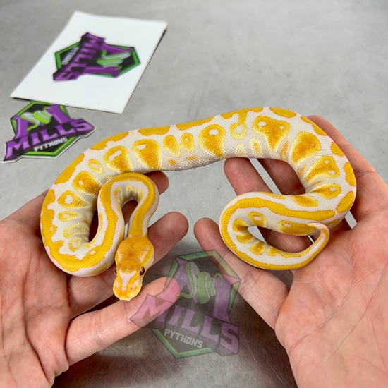 Cypress Lavender Ball Python by Mills Pythons