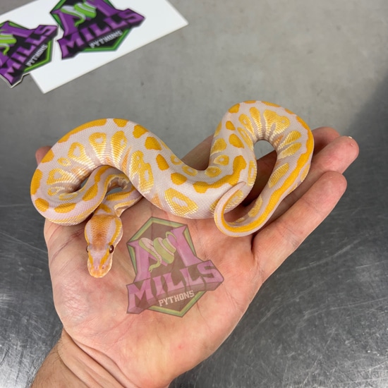 Cypress Lavender Ball Python by Mills Pythons
