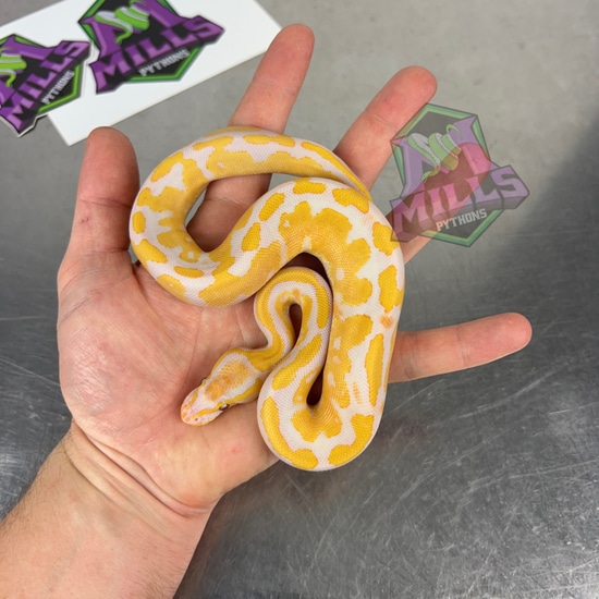 Fire Lavender Het Pied Ball Python by Mills Pythons