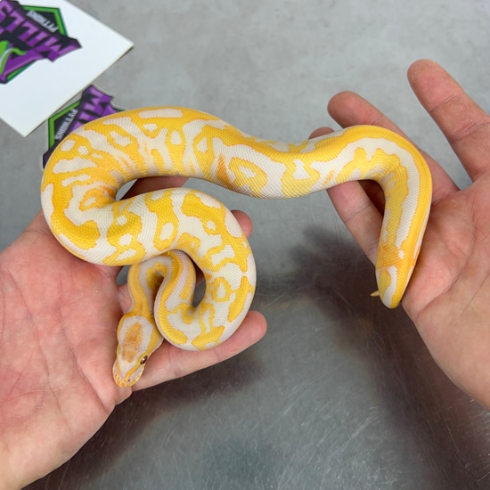 Leopard Lavender Het Pied Ball Python by Mills Pythons