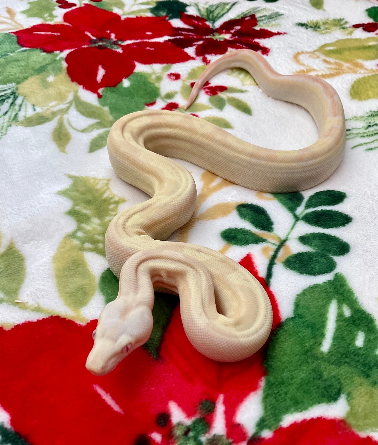 Albino Fire Motley Boa Constrictor by Equality Exotics - MorphMarket