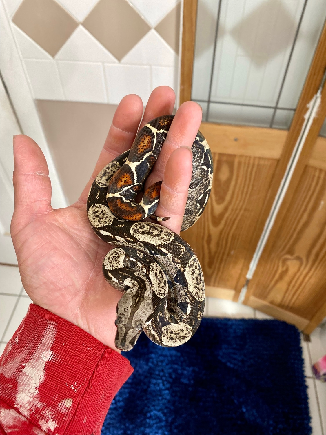 20 off IMG Het Vpi 50 Het Anery Boa Constrictor By Equality Exotics MorphMarket 20-off-img-het-vpi-50-het-anery-boa-constrictor-by-equality-exotics-morphmarket