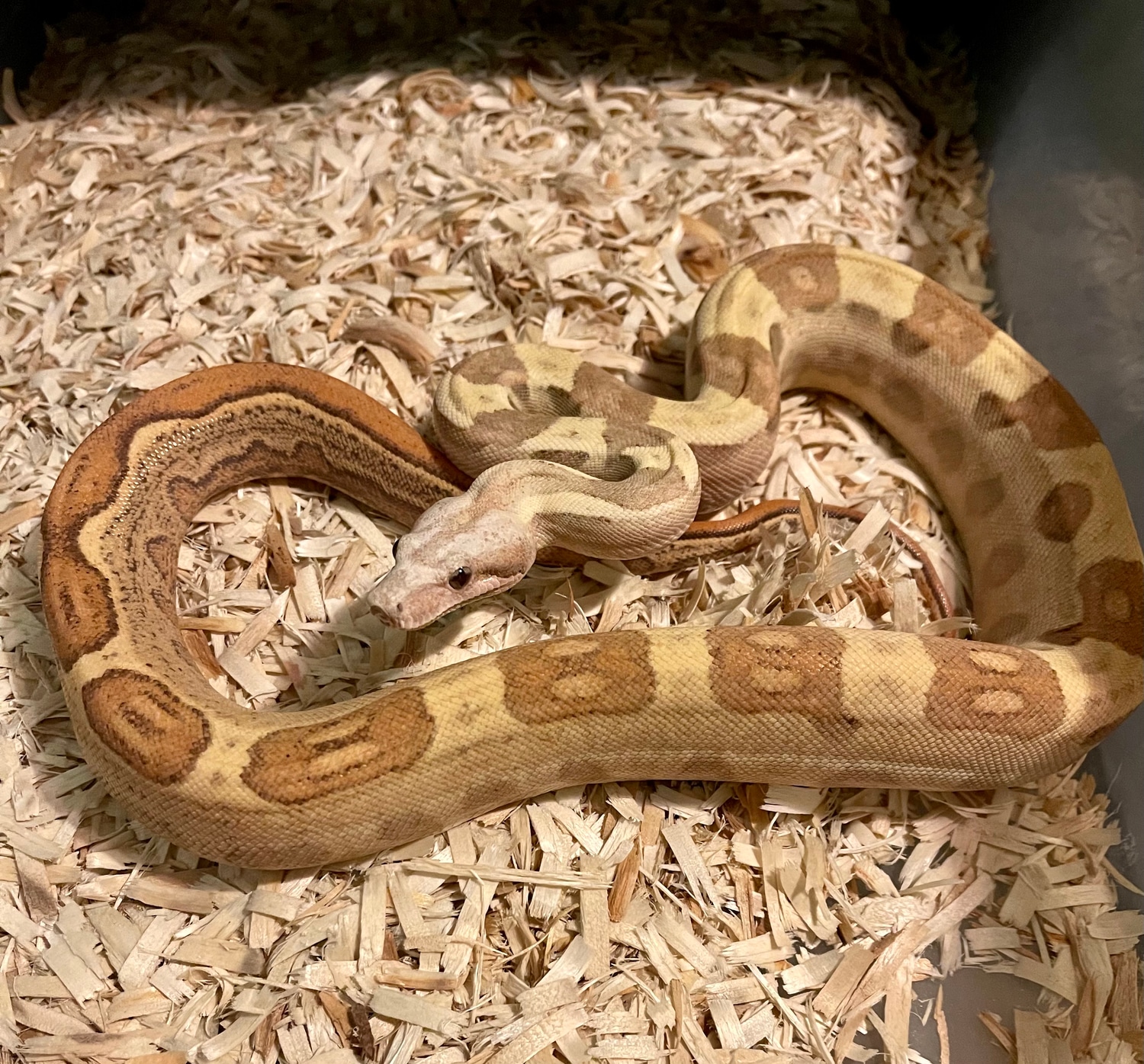 VPI Jungle Motley Boa Constrictor by Equality Exotics - MorphMarket