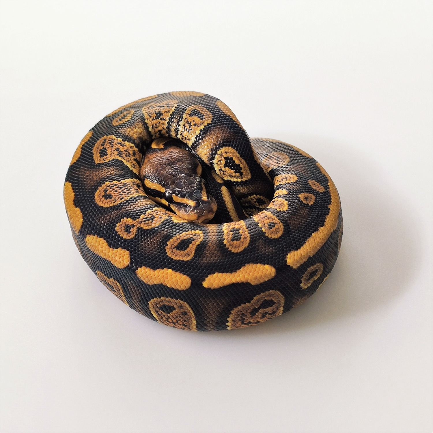HOLIDAY SALE!! Stranger Het Clown Ball Python by Equality Exotics ...