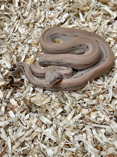 Scoria 100% Het Albino(Sharp) !Sale! Boa Constrictor by Equality Exotics