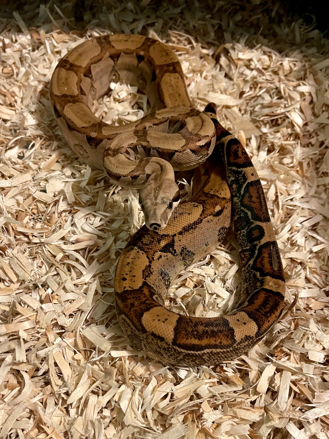 THANKSGIVING DAY SALE!! Keltic DH VPI Snow Boa Constrictor by Equality ...