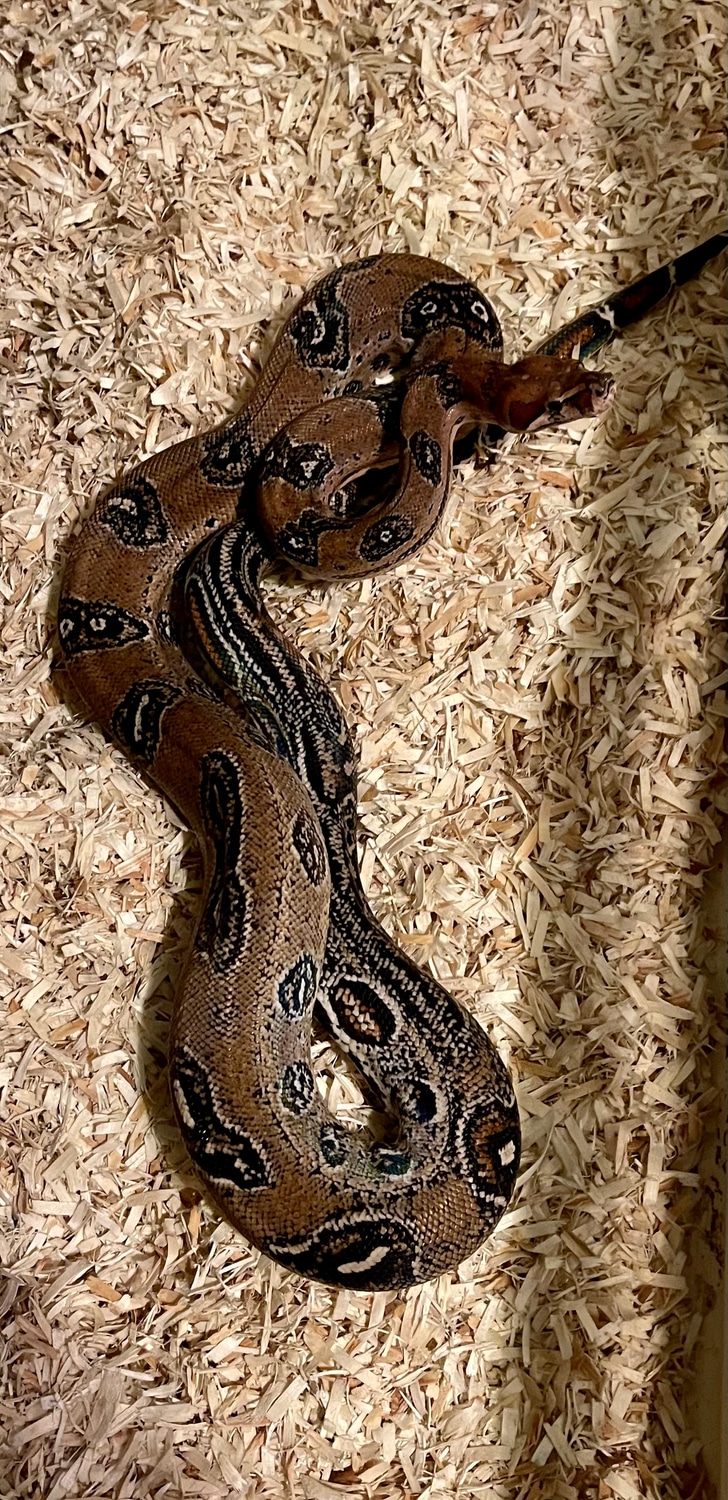 THANKSGIVING DAY SALE!! Leopard 66% Het Albino(Sharp) Boa Constrictor ...
