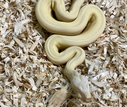 Super Fire Boa Constrictor by Equality Exotics - MorphMarket